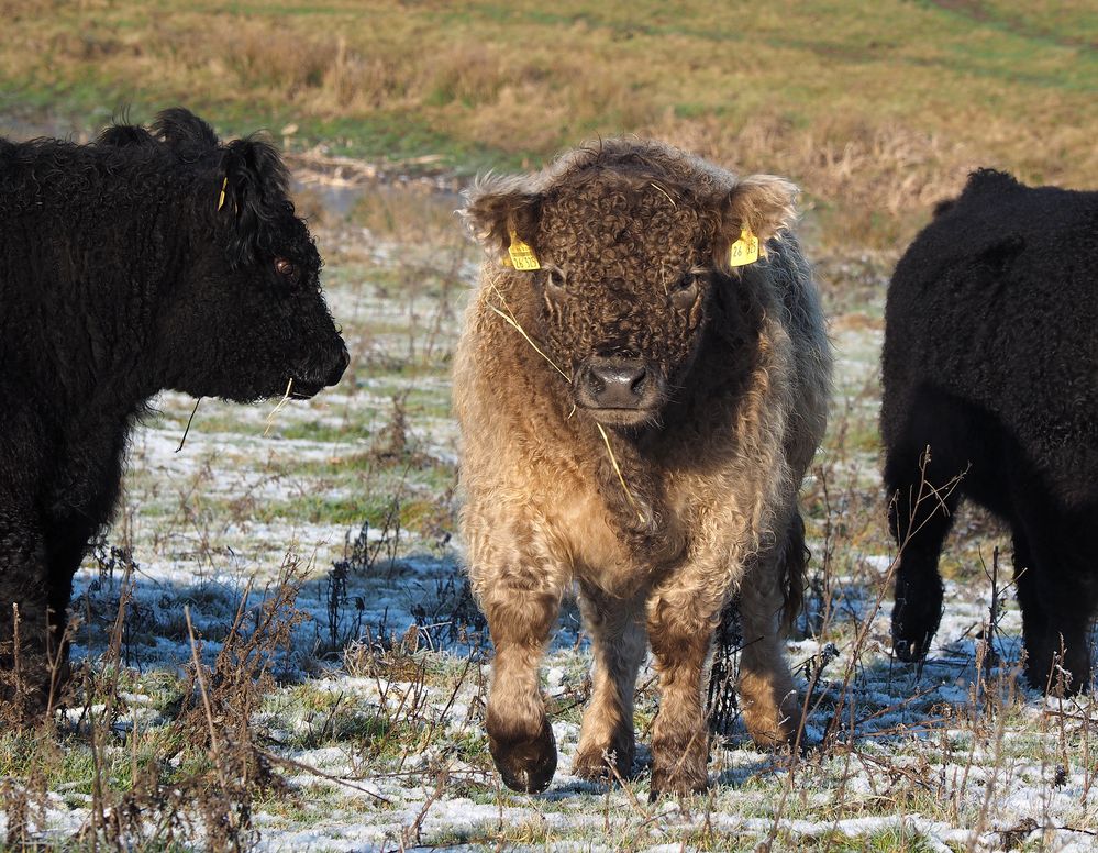 Galloway Jungbulle Foto & Bild | world, winter, natur Bilder auf ...