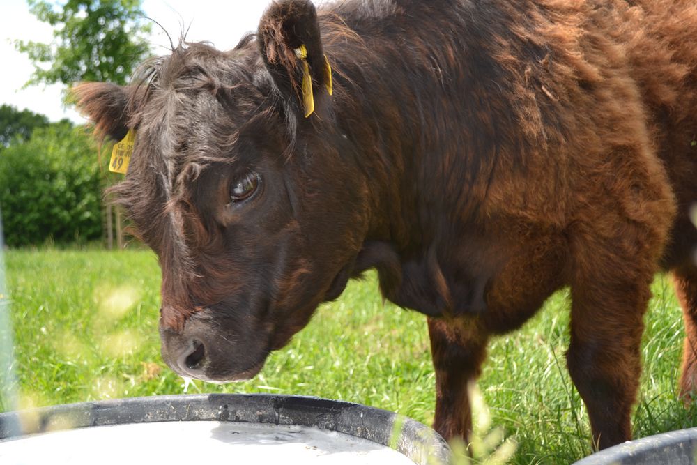 Galloway Kalb Foto & Bild | tiere, landwirtschaft, natur Bilder auf ...