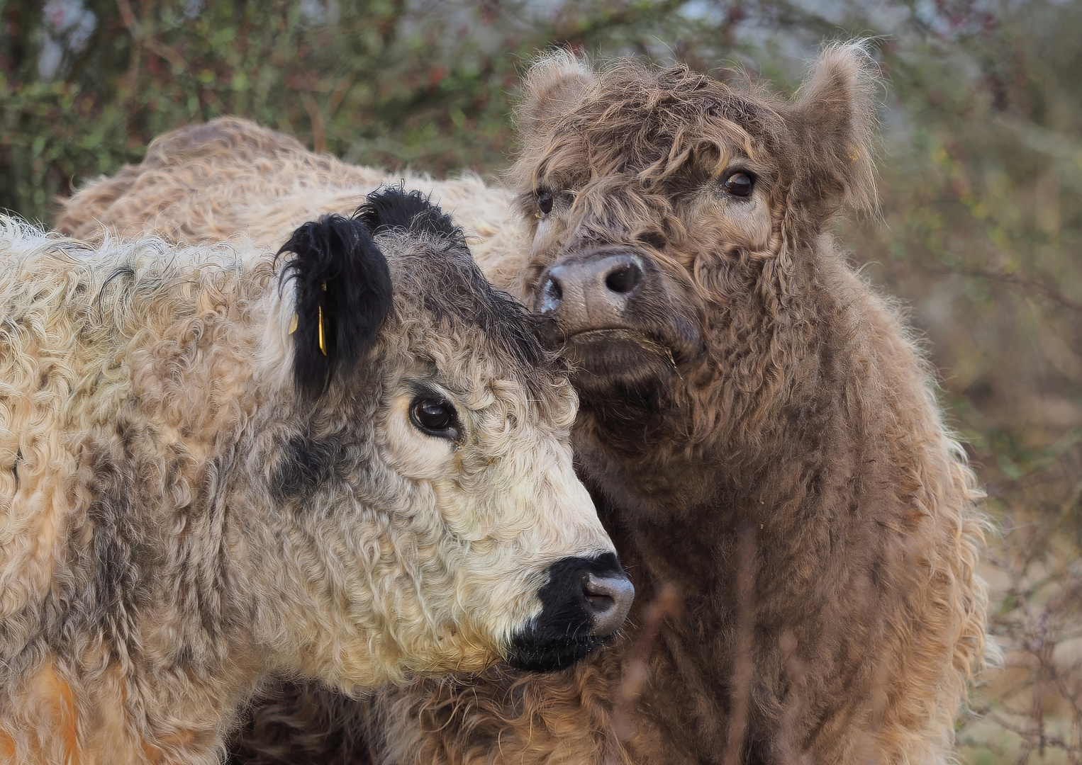 Galloway Rinder Foto & Bild | tiere, wildlife, säugetiere Bilder auf ...