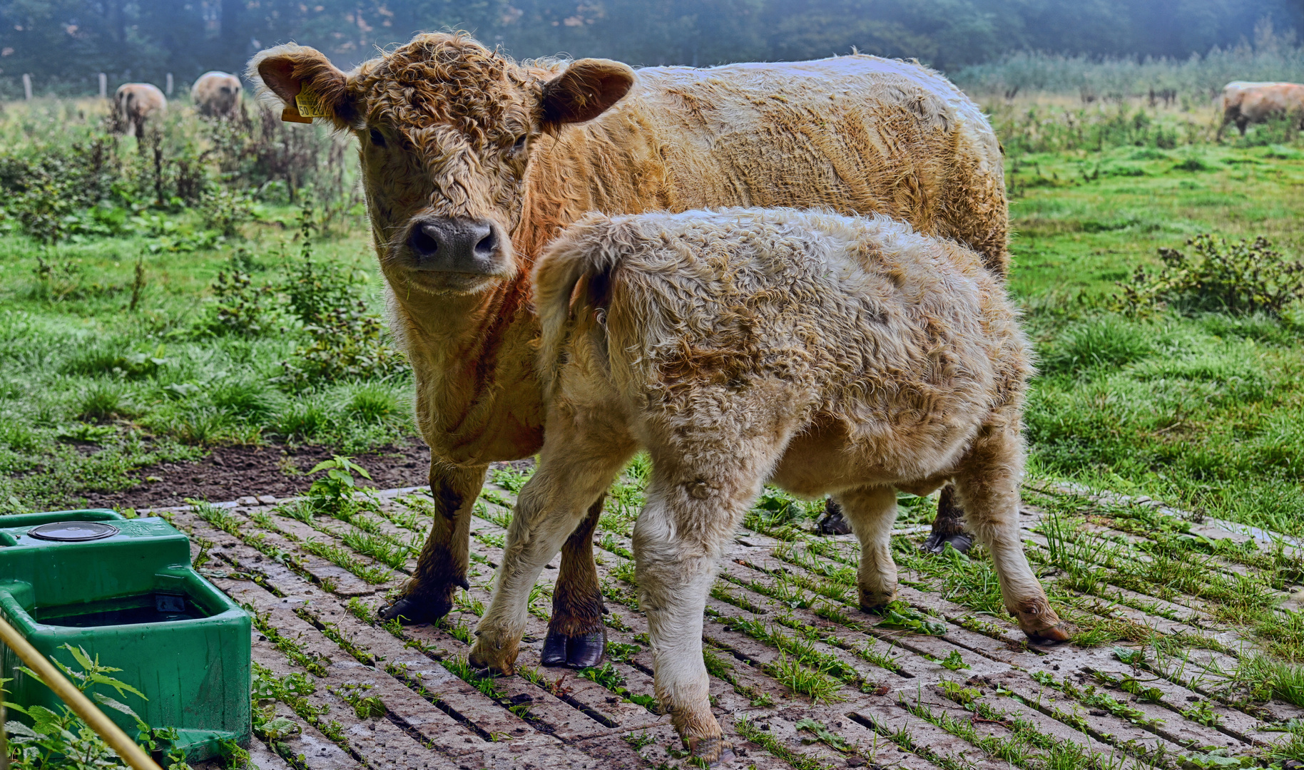 Galloway-Rinder an der Burg Dinklage Foto & Bild | spezial, outdoor ...