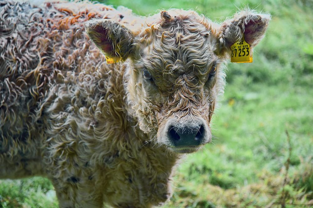 Galloway Rinder Foto & Bild | natur pur Bilder auf fotocommunity