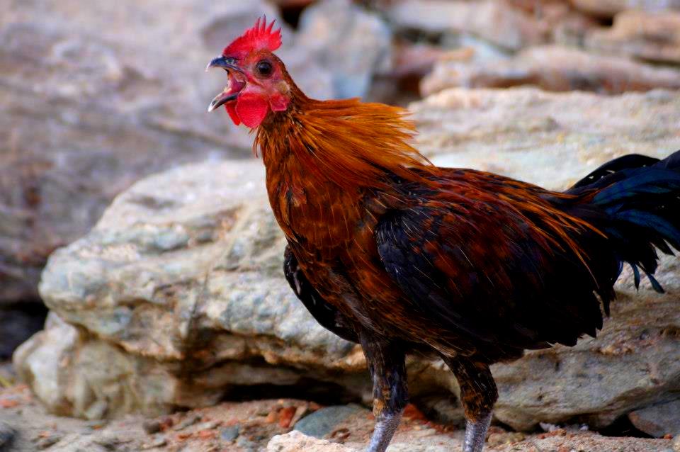 Gallus gallus Imagen & Foto | animales, naturaleza Fotos de fotocommunity