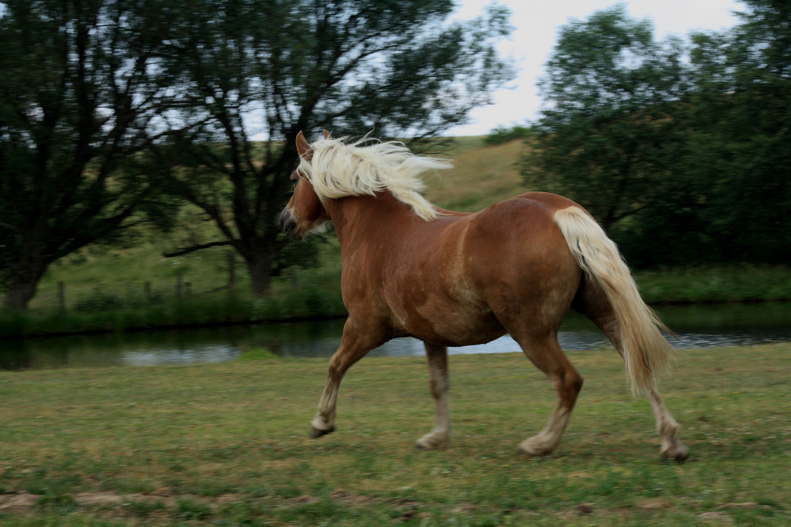galoppierendes Pferd Foto & Bild | tiere, haustiere, pferde, esel ...