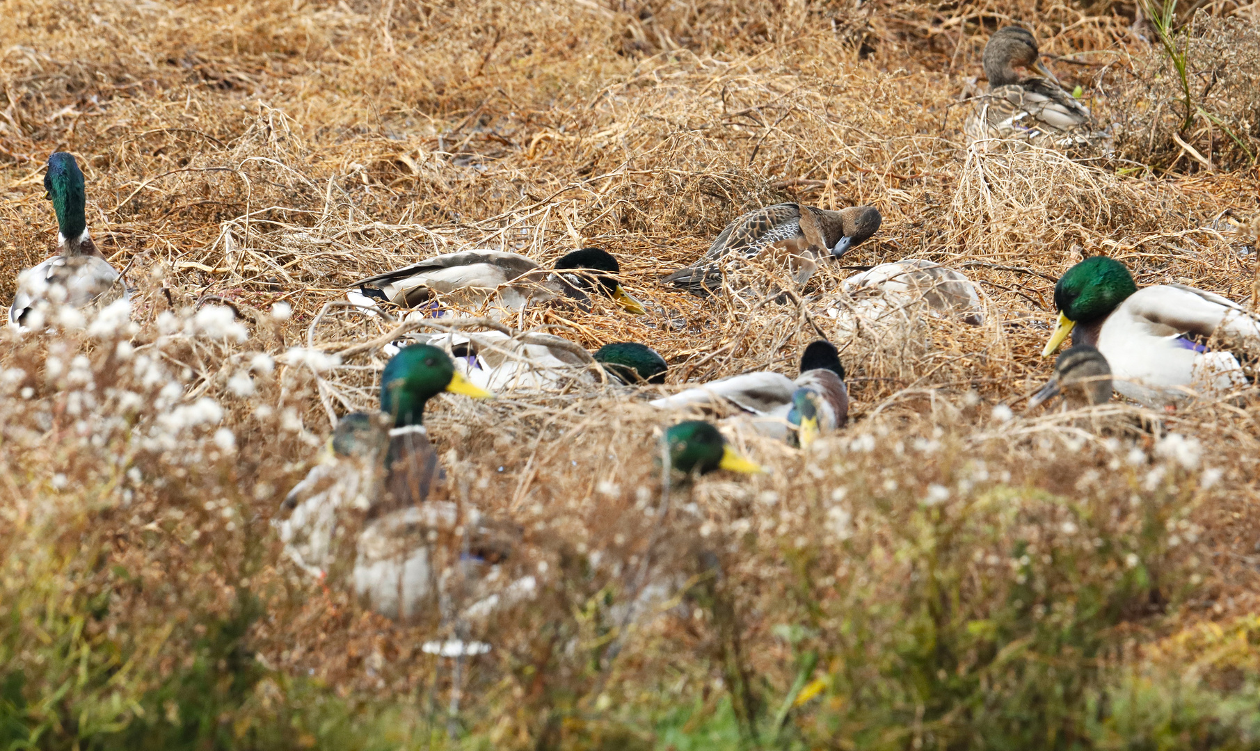 Galtabäck N R photo & image | sweden, fotos, nature images at photo ...