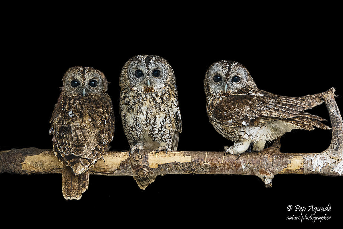 Gamarús - 2017 Imagen & Foto | animales, aves, nature Fotos de ...