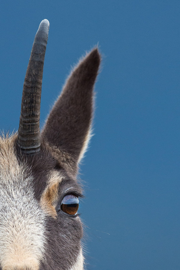 Gams Foto & Bild | tiere, wildlife, säugetiere Bilder auf fotocommunity