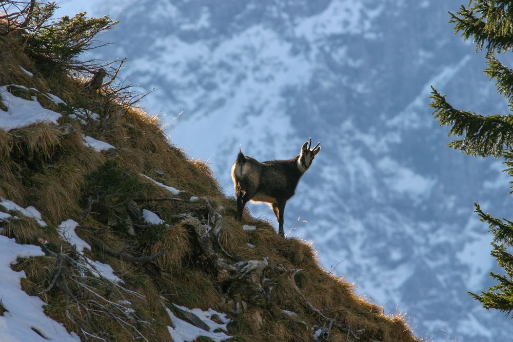 Gams am Grat Foto & Bild | tiere, wildlife, säugetiere Bilder auf ...