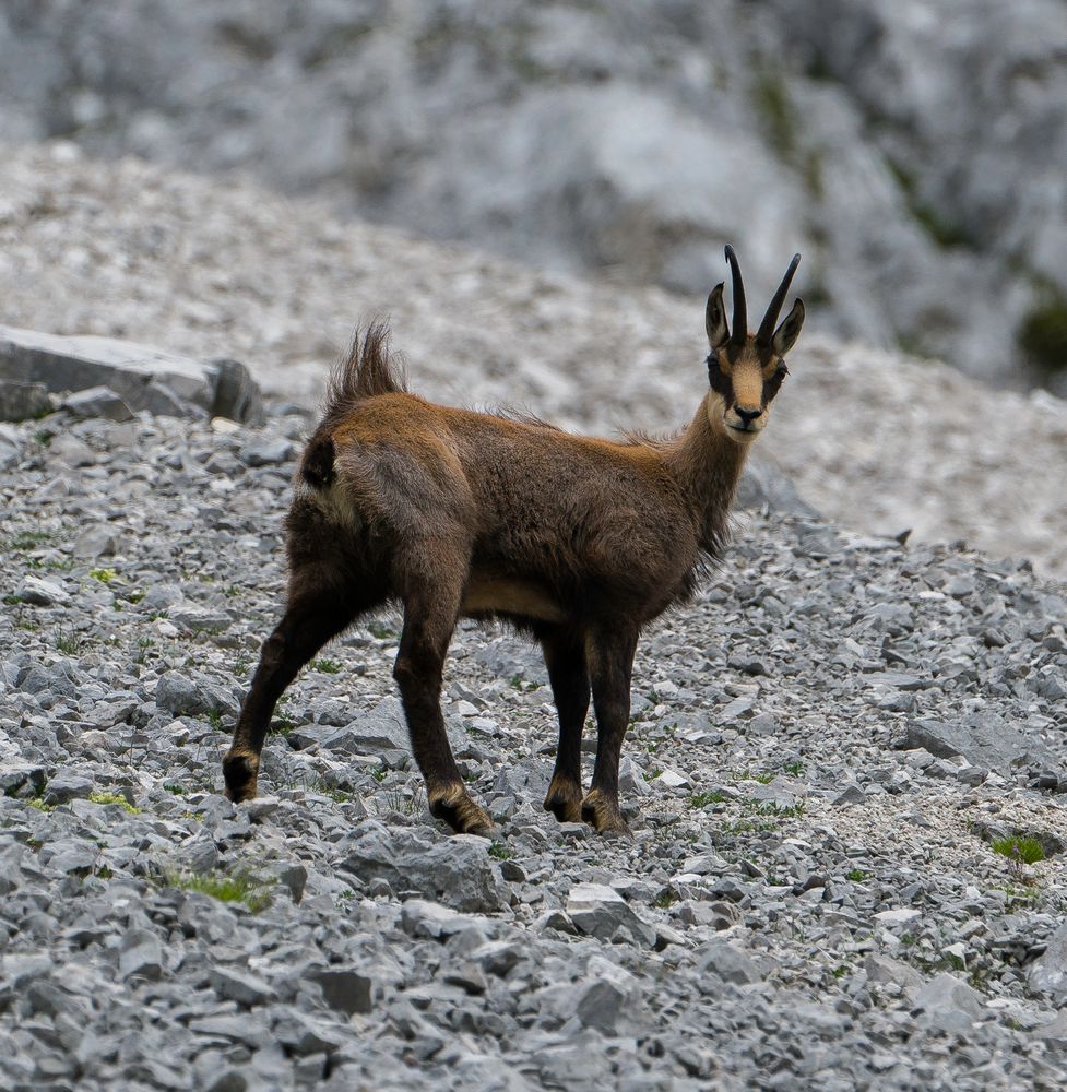Gams Foto & Bild | natur, tiere, wildlife Bilder auf fotocommunity