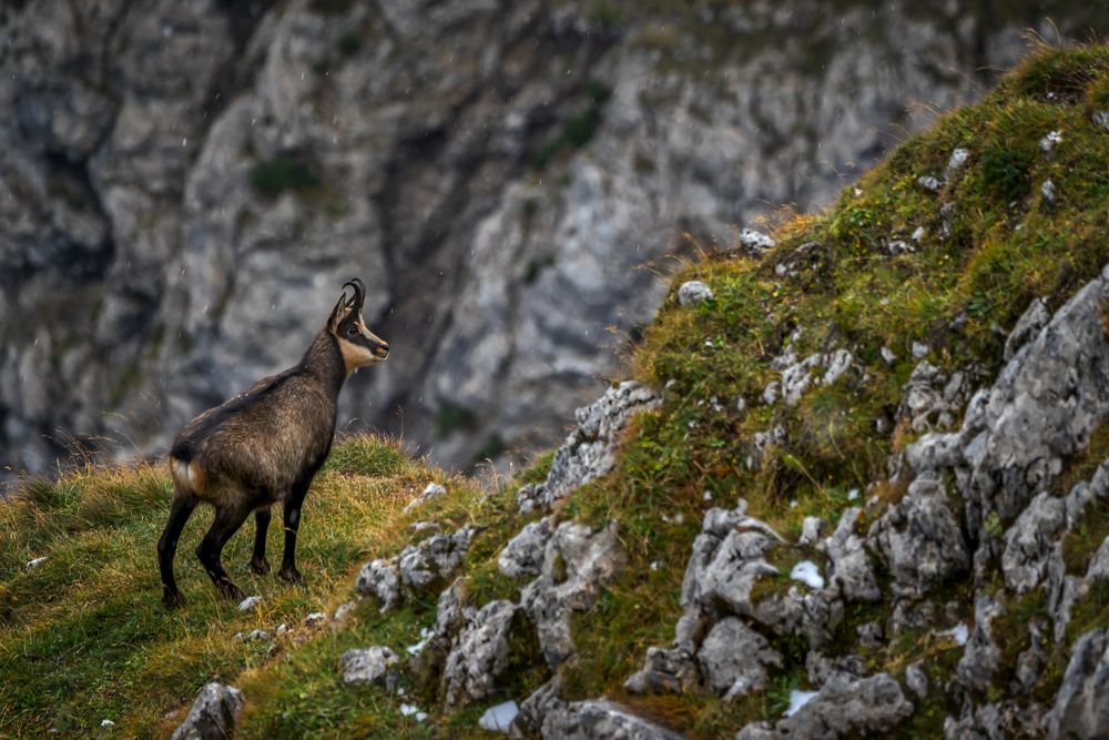 Gams Foto & Bild | tiere, wildlife, säugetiere Bilder auf fotocommunity