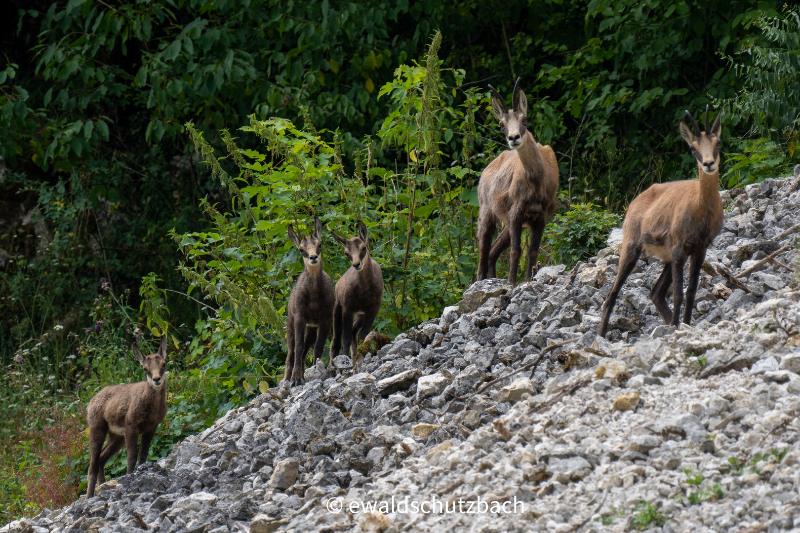 Gams Familie Foto & Bild | tiere, wildlife, säugetiere Bilder auf ...