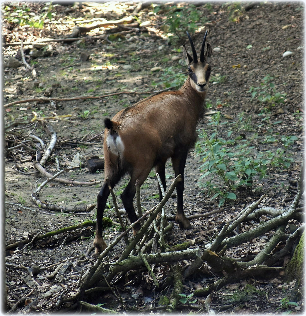 "gams" Foto & Bild | motive Bilder auf fotocommunity