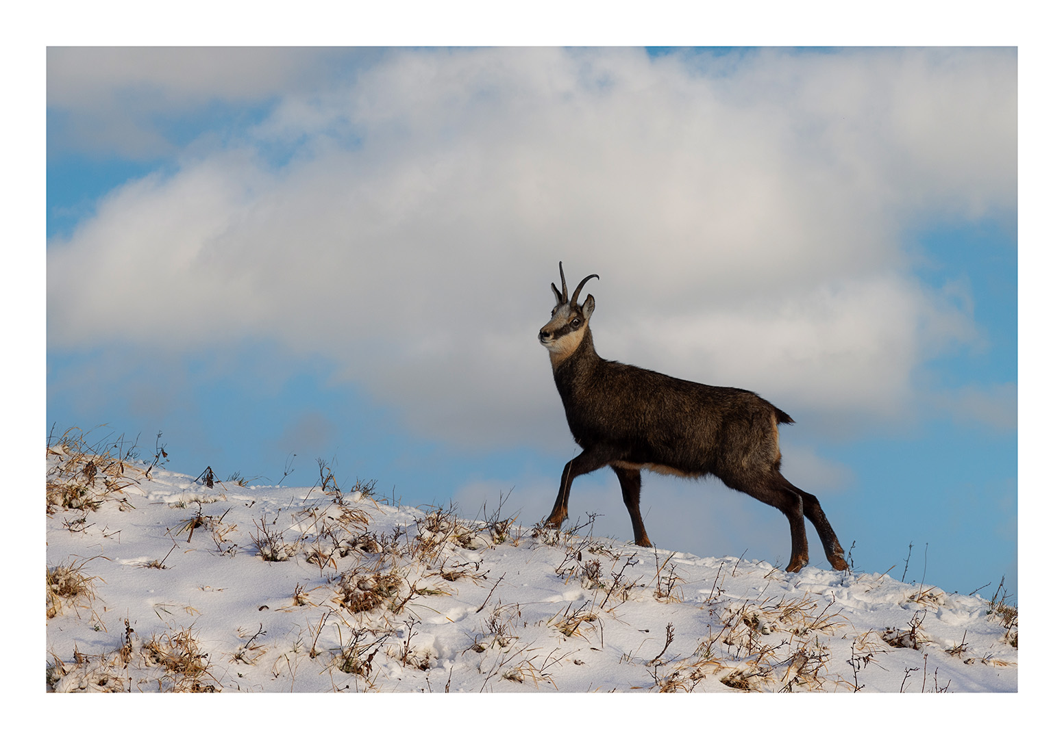 Gams-Geiß Foto & Bild | tiere, wildlife, säugetiere Bilder auf ...