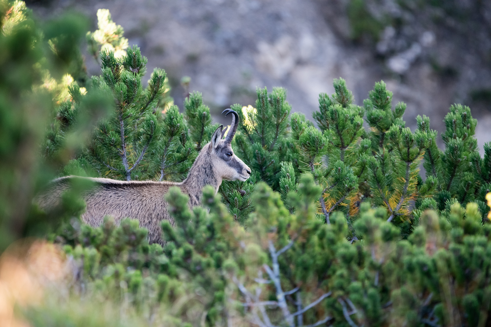 Gams in den Latschenkiefern Foto & Bild | tiere, wildlife, säugetiere ...