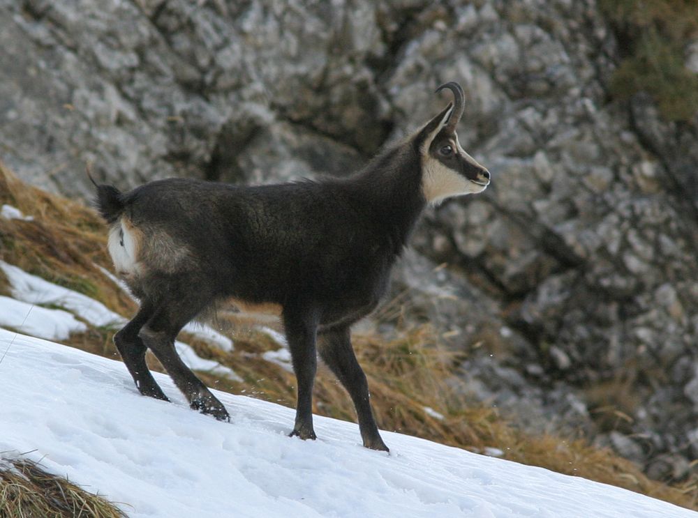 Gams kurz vor der Brunft Foto & Bild | tiere, wildlife, säugetiere ...
