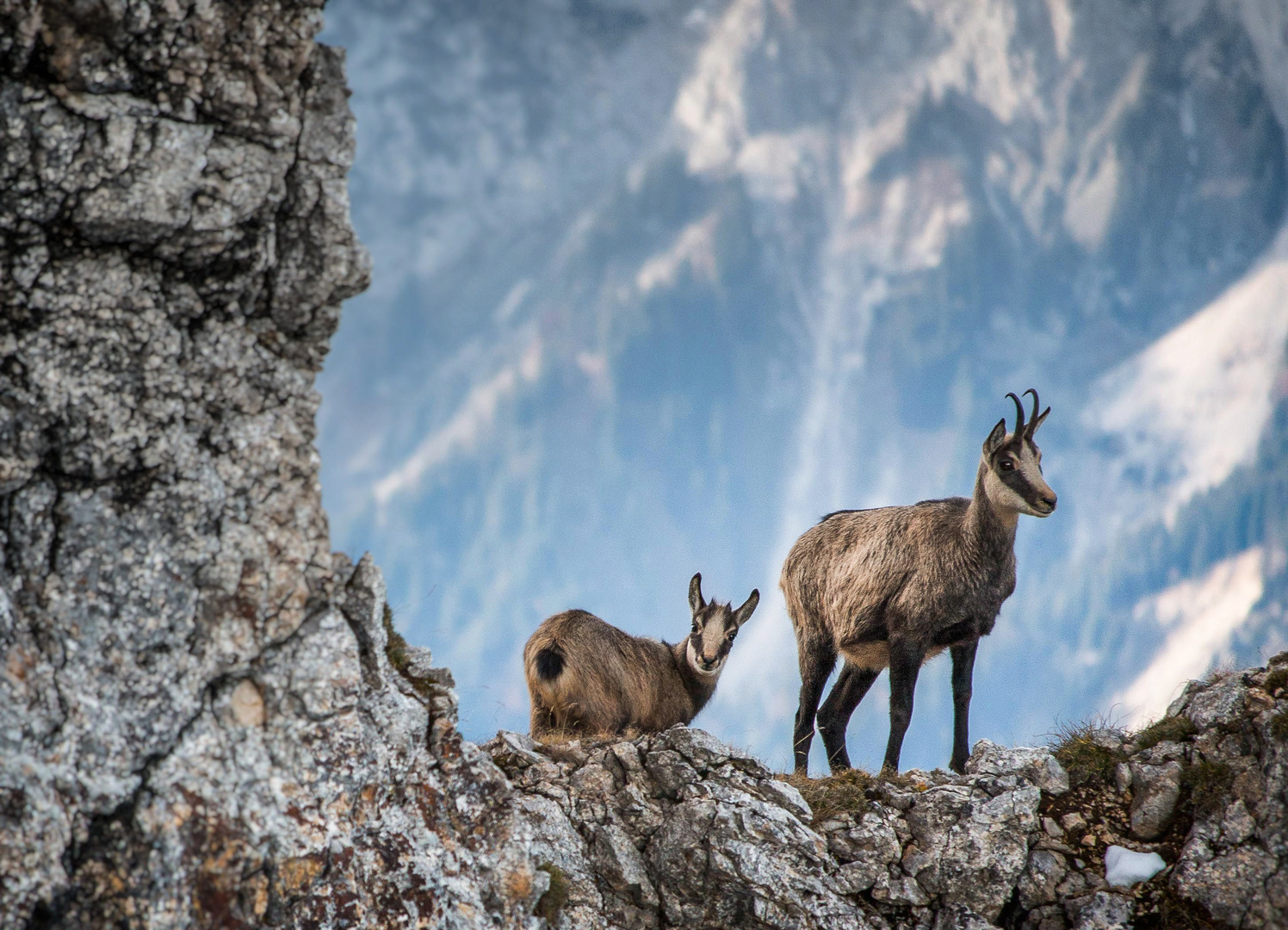 Gams mit Kitz auf Fels Foto & Bild | outdoor, winter, natur Bilder auf ...