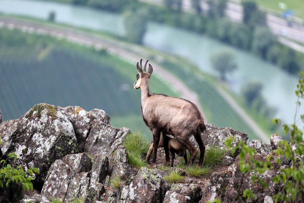 Gamsgeis mit Kitz Foto & Bild | tiere, wildlife, säugetiere Bilder auf ...
