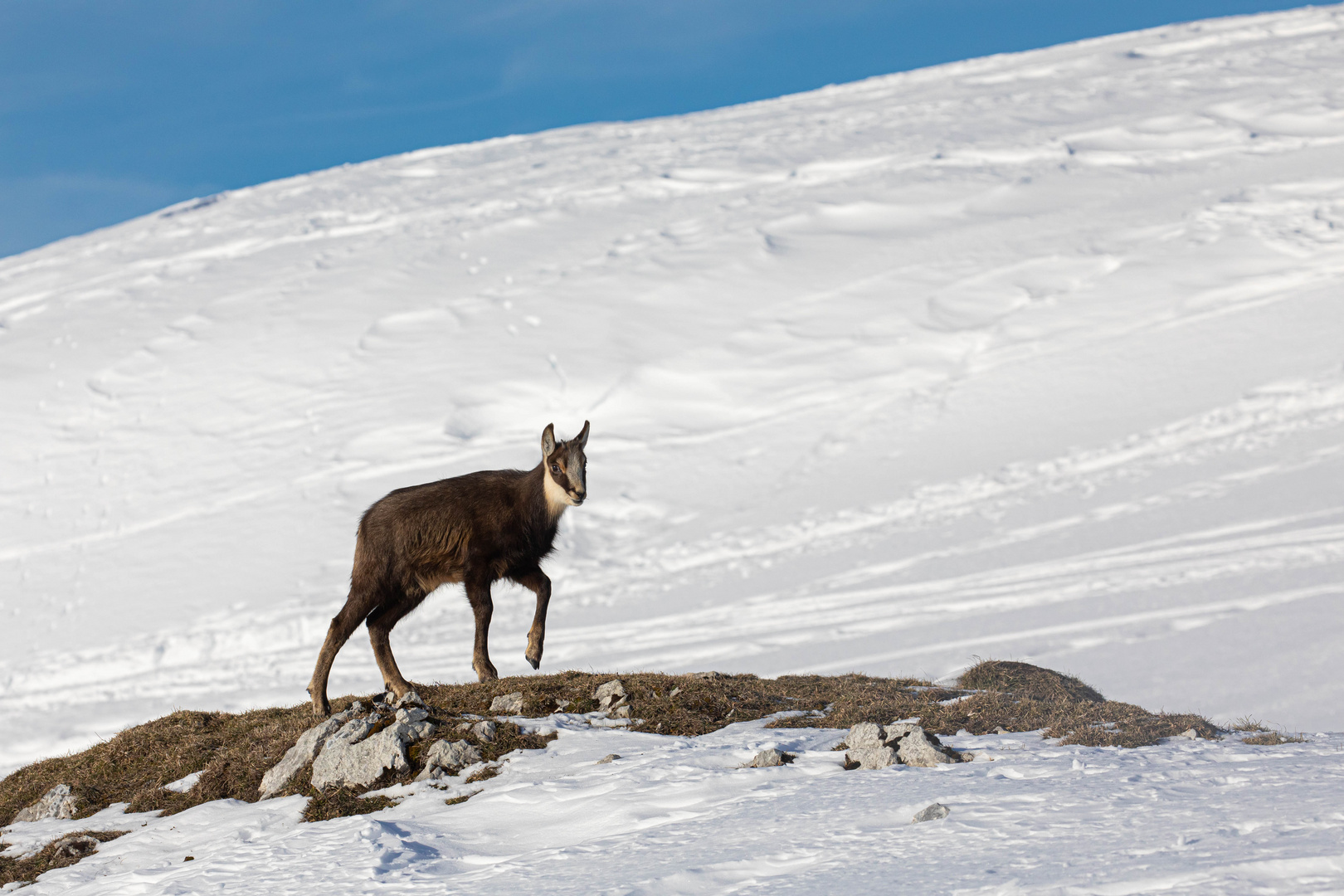 Gamskitz Foto & Bild | tiere, wildlife, säugetiere Bilder auf fotocommunity