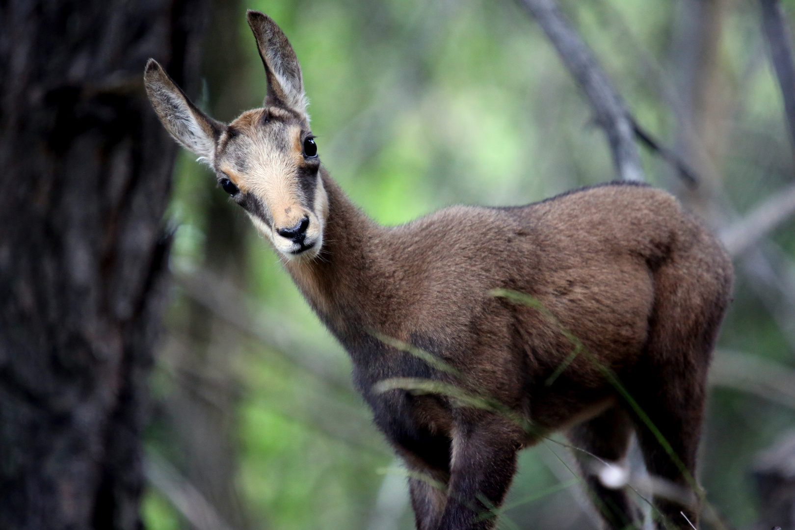 gamskitz, Foto & Bild | tiere, wildlife, säugetiere Bilder auf ...