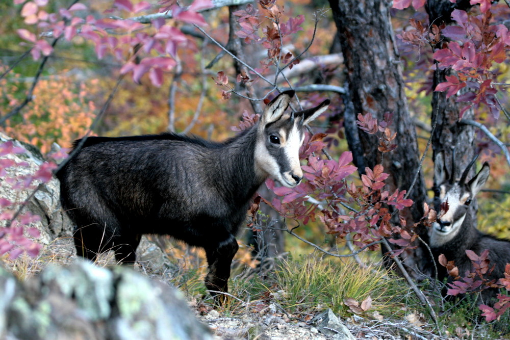gamskitz; Foto & Bild | tiere, wildlife, säugetiere Bilder auf ...