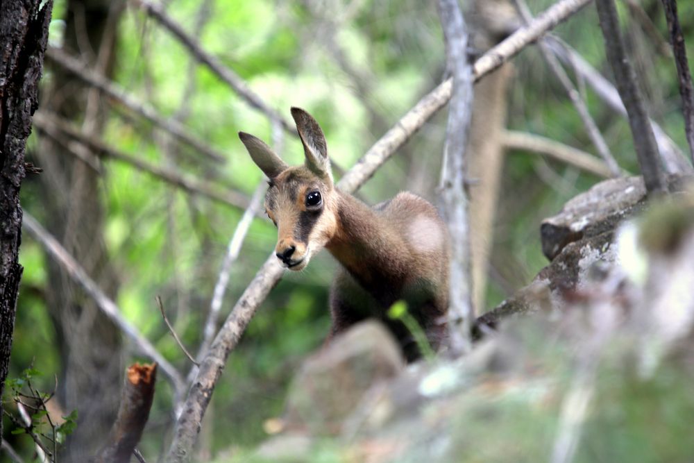 gamskitz Foto & Bild | tiere, wildlife, säugetiere Bilder auf fotocommunity