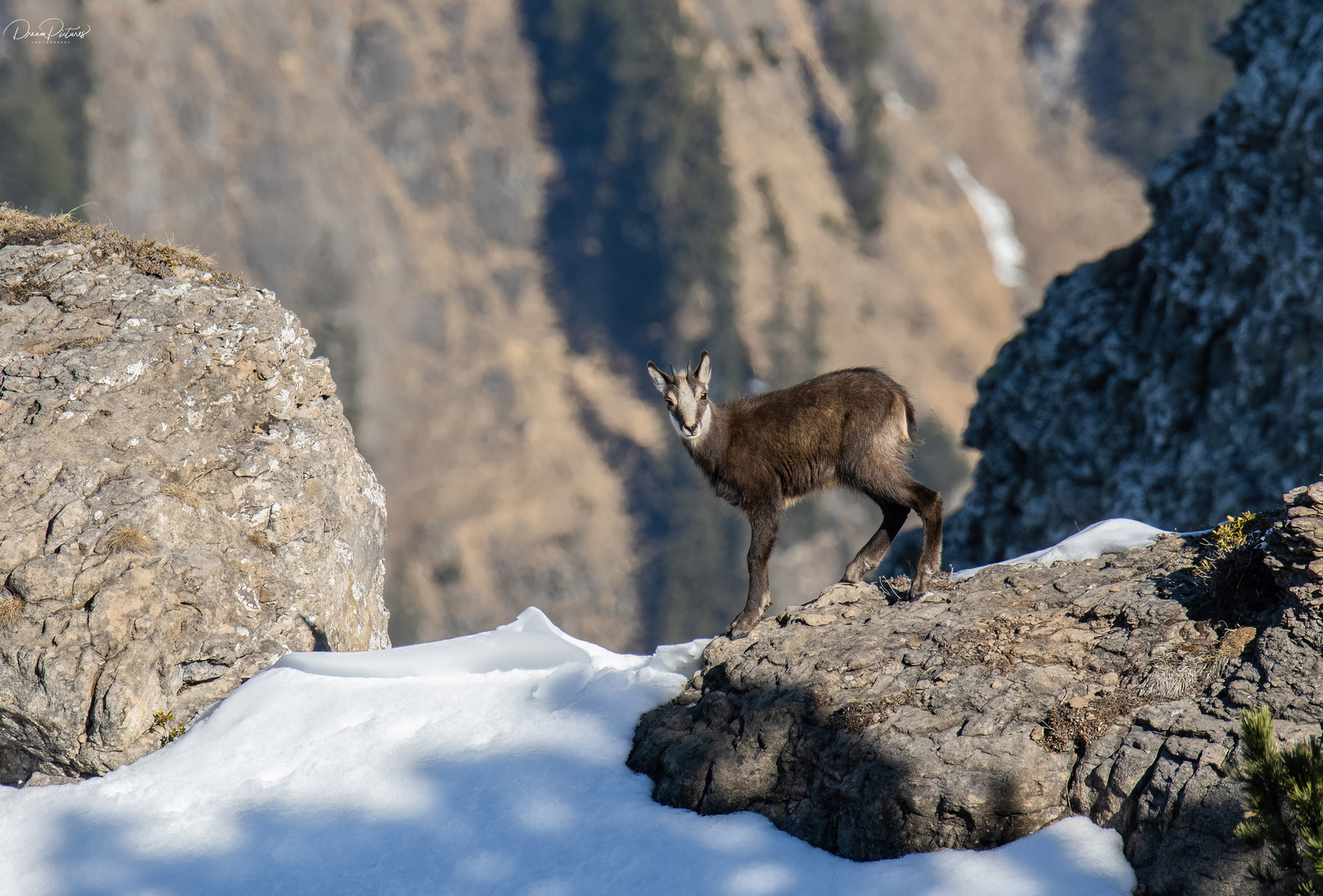 Gamskitz Foto & Bild | tiere, wildlife, tierkinder Bilder auf fotocommunity