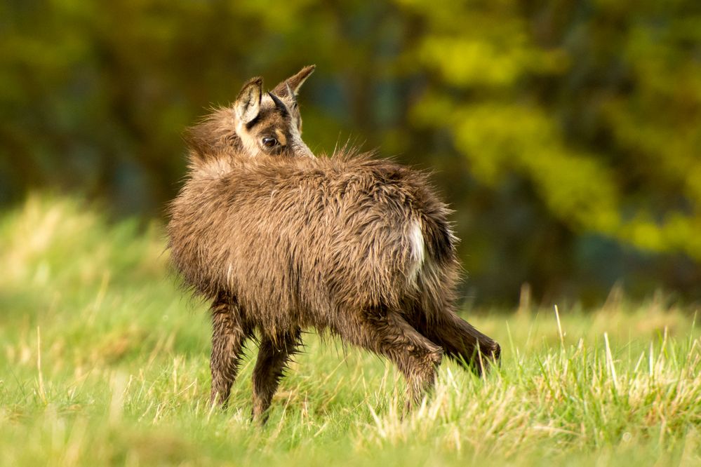 Gamskitz Foto & Bild | tiere, wildlife, säugetiere Bilder auf fotocommunity