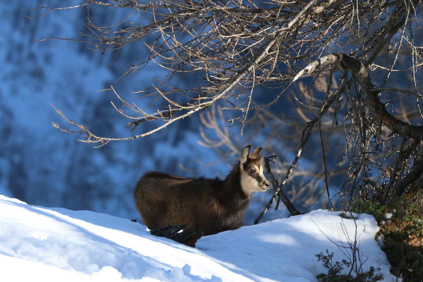 Gamskitz im Dezember Foto & Bild | tiere, wildlife, gamswild Bilder auf ...