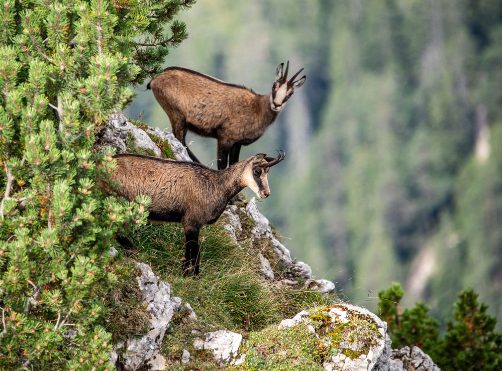 Gamswild an der Seefelder Spitze Foto & Bild | tiere, wildlife ...