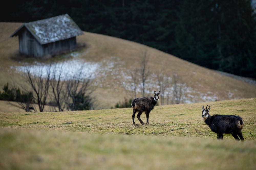 Gamswild im Winter Foto & Bild | tiere, wildlife, säugetiere Bilder auf ...