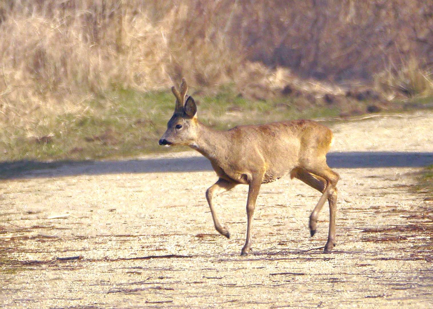 Gangart: Trab Foto & Bild | naturimpressionen..., natur, tiere Bilder ...