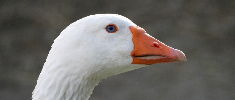 Gans 02 Foto & Bild | tiere, haustiere, nutztiere Bilder auf fotocommunity