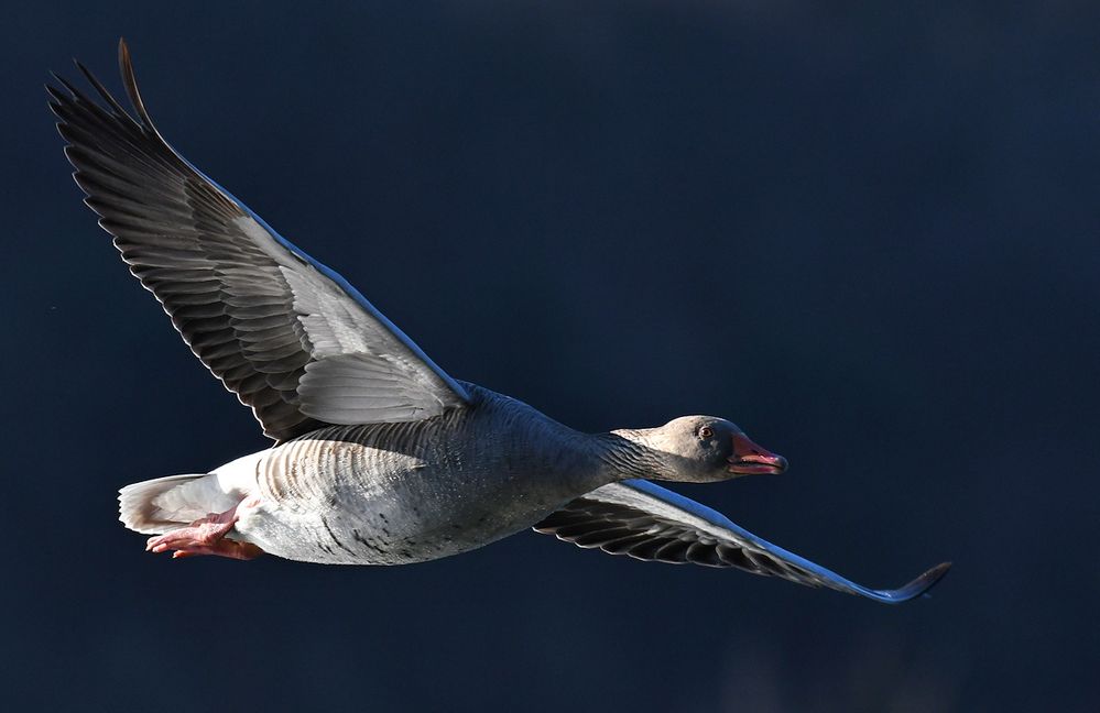 Gans Foto & Bild | tiere, wildlife, wild lebende vögel Bilder auf ...