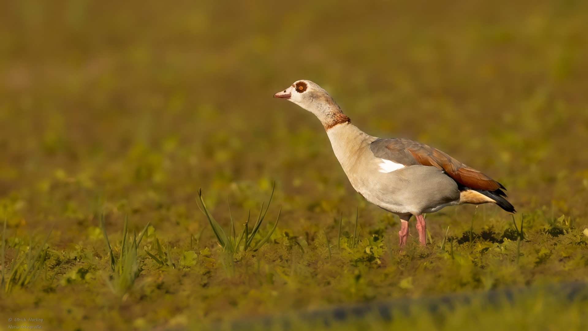 Gans-1 Foto & Bild | natur, tiere, wildlife Bilder auf fotocommunity