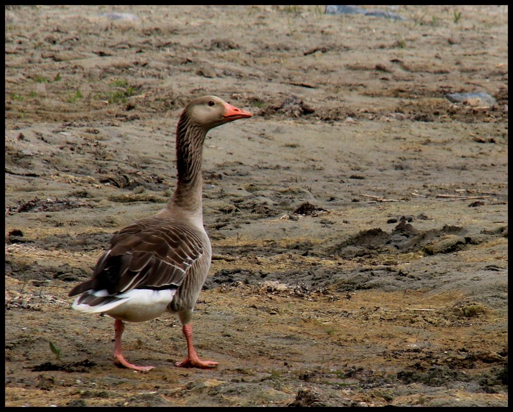 Gans Foto & Bild | tiere, wildlife, wasser Bilder auf fotocommunity