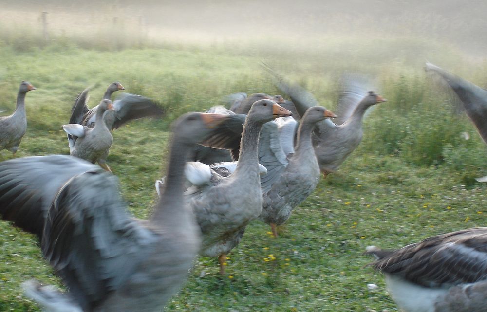 Gans Foto & Bild | tiere, tierdetails, natur Bilder auf fotocommunity