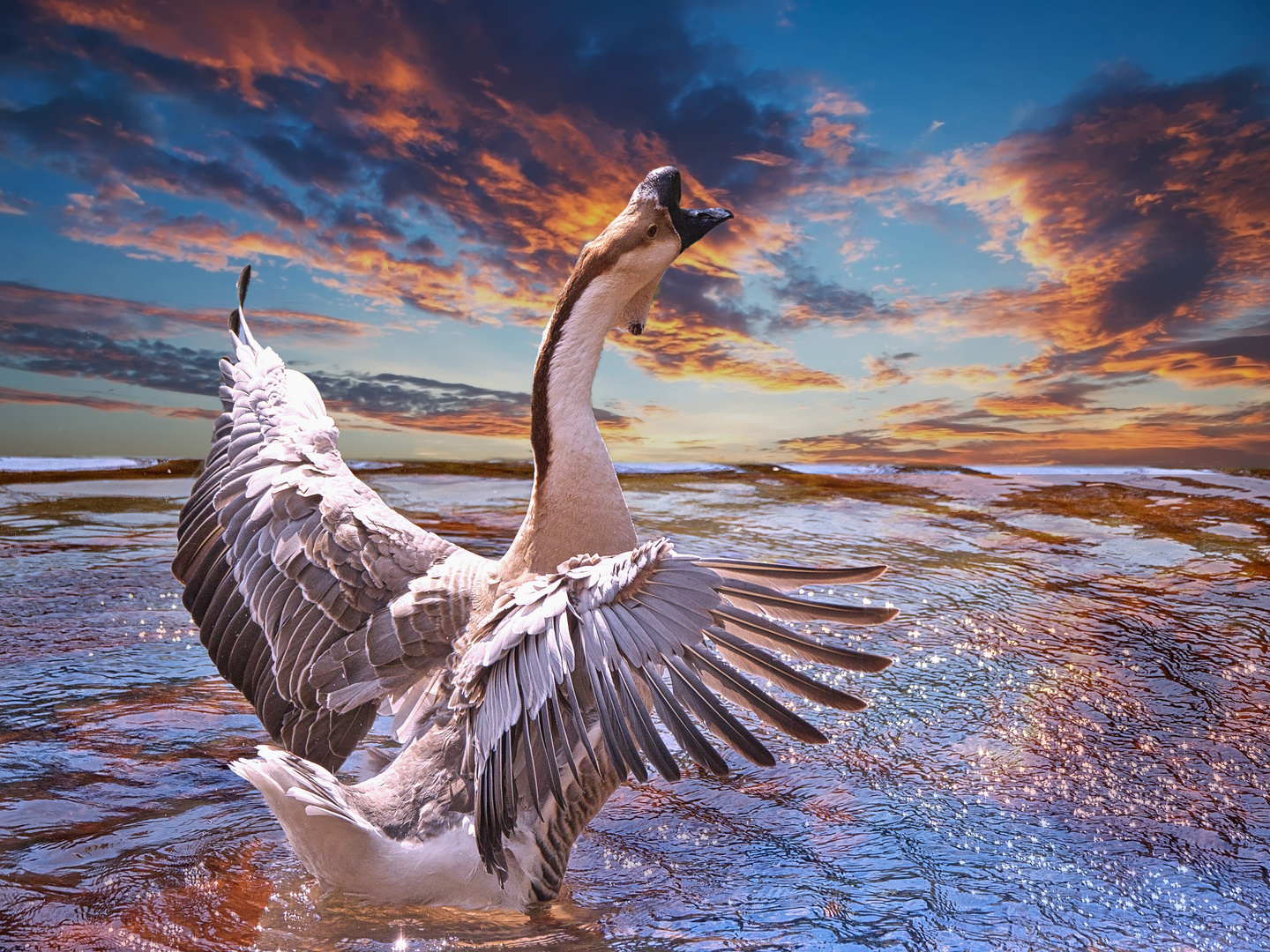 Gans Foto & Bild | sonnenuntergang, natur, wildlife Bilder auf ...