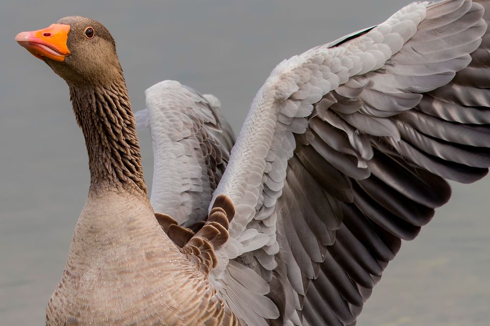 Gans Foto & Bild | fotos, outdoor, licht Bilder auf fotocommunity