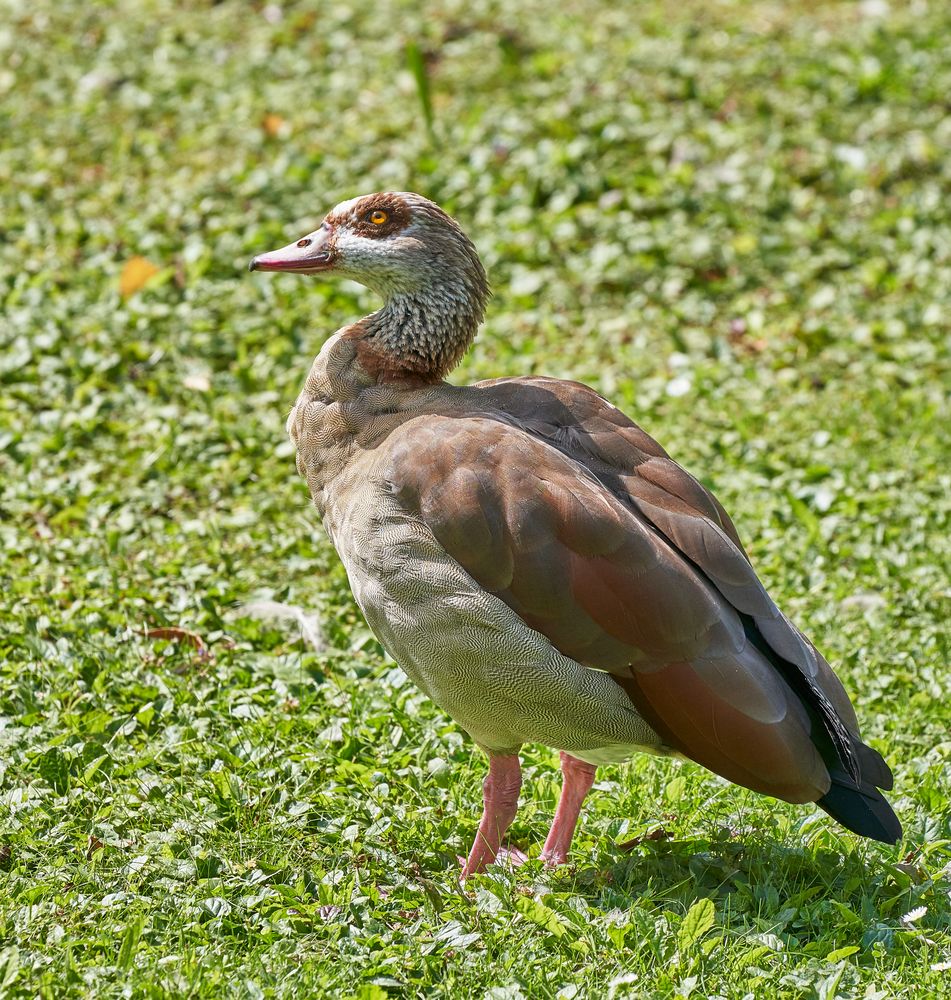 Gans Foto & Bild | natur, zoo, tiere Bilder auf fotocommunity