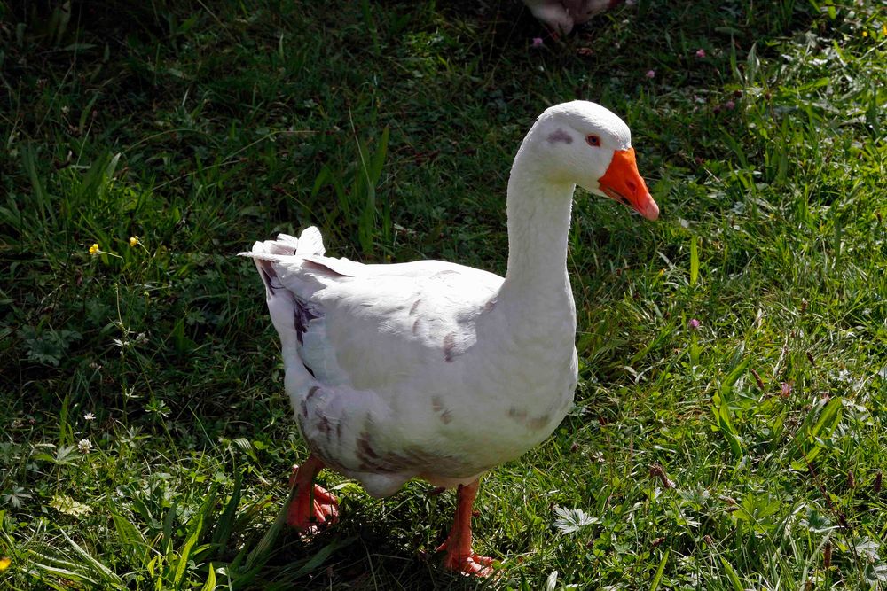 Gans auf dem Bauernhof in Wolfegg Foto & Bild | deutschland, allgäu ...