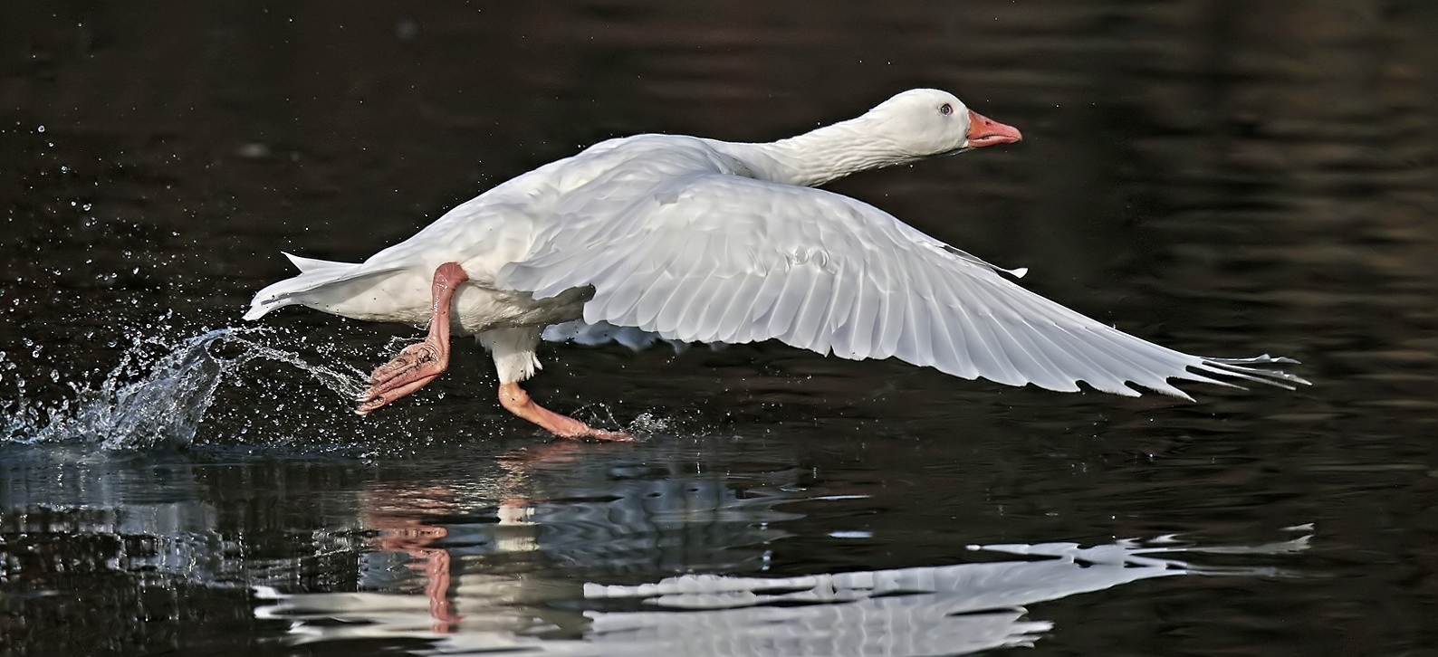 Gans Foto & Bild | tiere, wildlife, wild lebende vögel Bilder auf ...