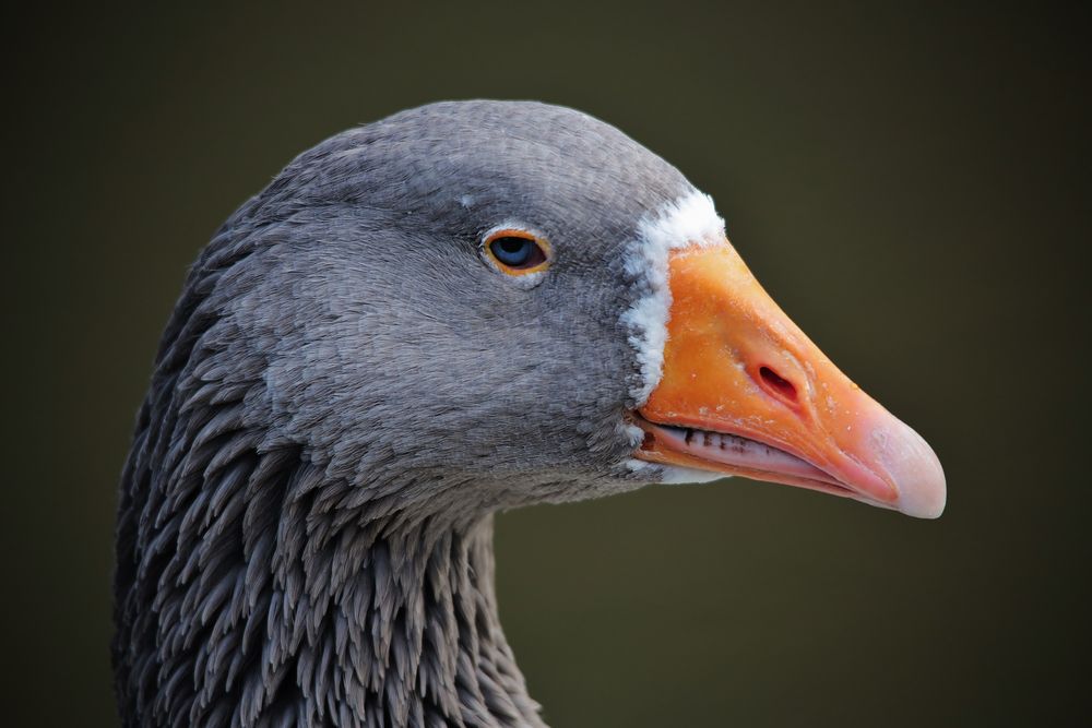 ...Gans... Foto & Bild | tiere, wildlife, wild lebende vögel Bilder auf ...
