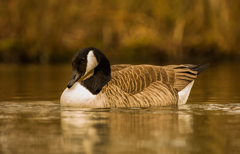 Gans Foto & Bild | tiere, wildlife, wild lebende vögel Bilder auf ...