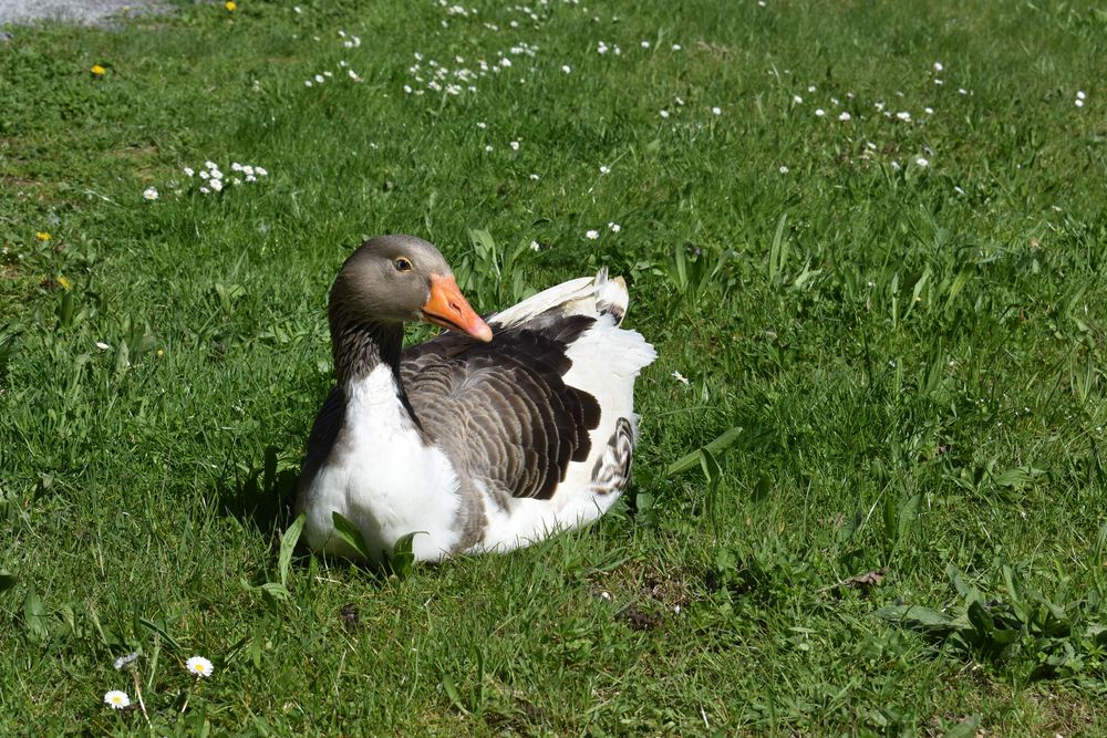 Gans , ganz entspannt Foto & Bild | tiere, landschaft, jahreszeiten ...