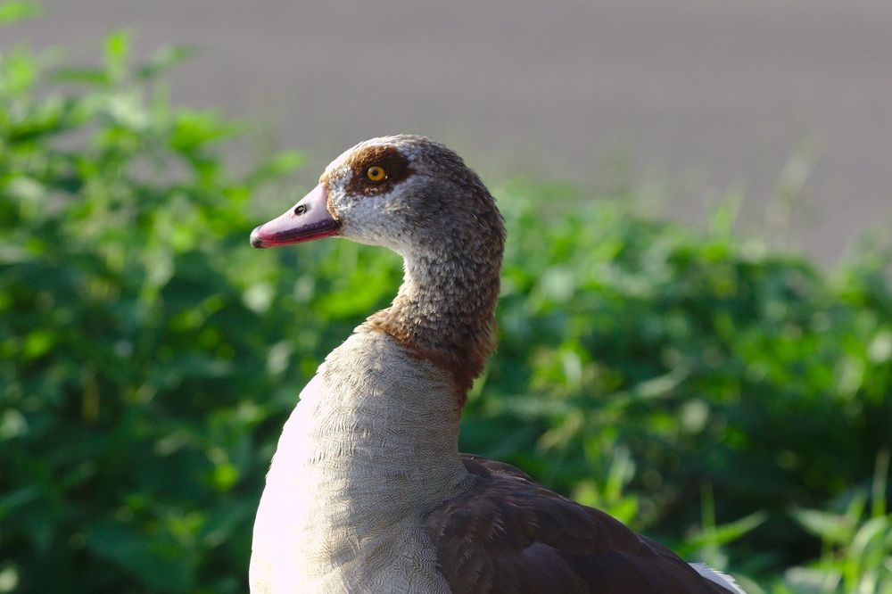 Gans hat den Überblick Foto & Bild | natur, mannheim, tiere Bilder auf ...