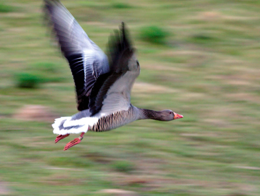 Gans im Flug Foto & Bild | tiere, gänse, enten, natur Bilder auf ...