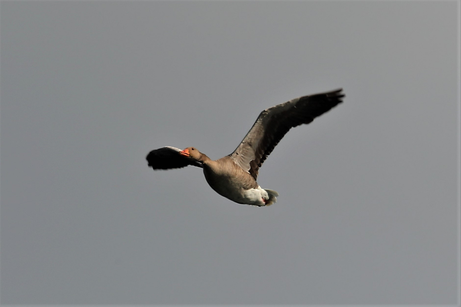 Gans im Flug Foto & Bild | tiere, wildlife, wild lebende vögel Bilder ...