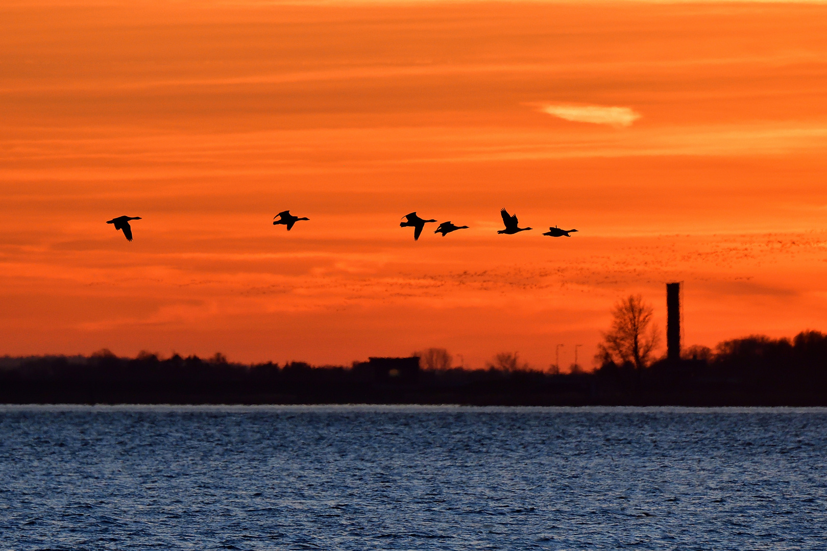 Gans in Rot Foto & Bild | tiere, wildlife, wild lebende vögel Bilder ...
