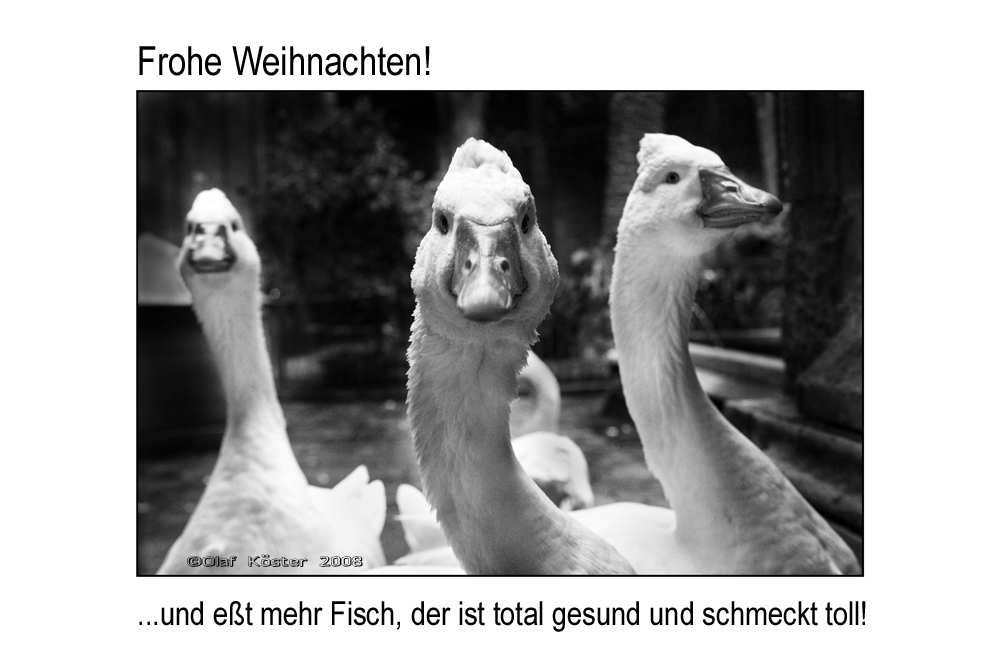 Gans liebe Grüße zum Fest Foto & Bild | stillleben, food-fotografie ... Gans liebe Grüße zum Fest Foto & Bild | stillleben, food-fotografie ...