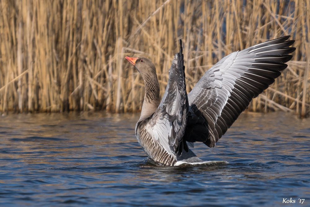 Gans ordentlich Foto & Bild | tiere, wildlife, wild lebende vögel ...