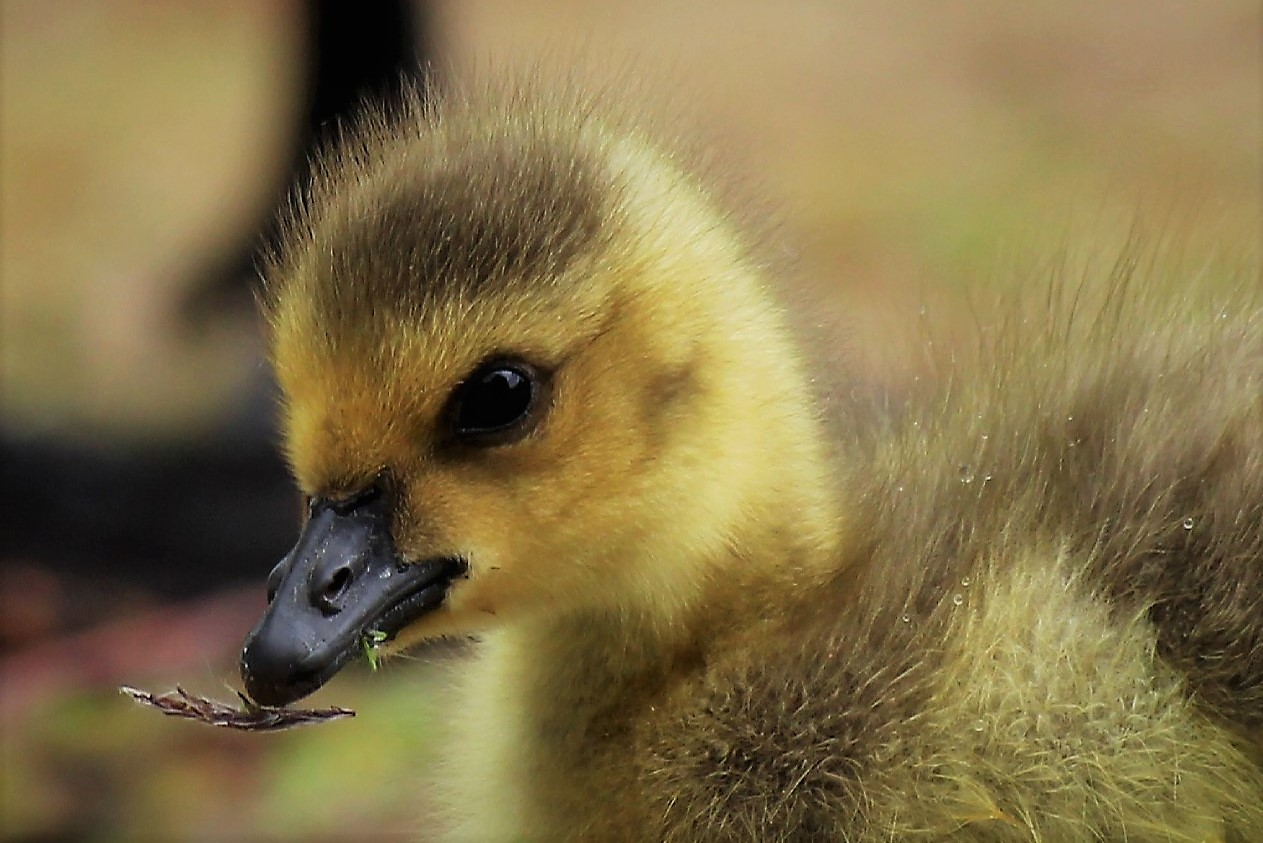 "Gans" süß.... Foto & Bild | tiere, tierkinder, 21.3.23 Bilder auf ...